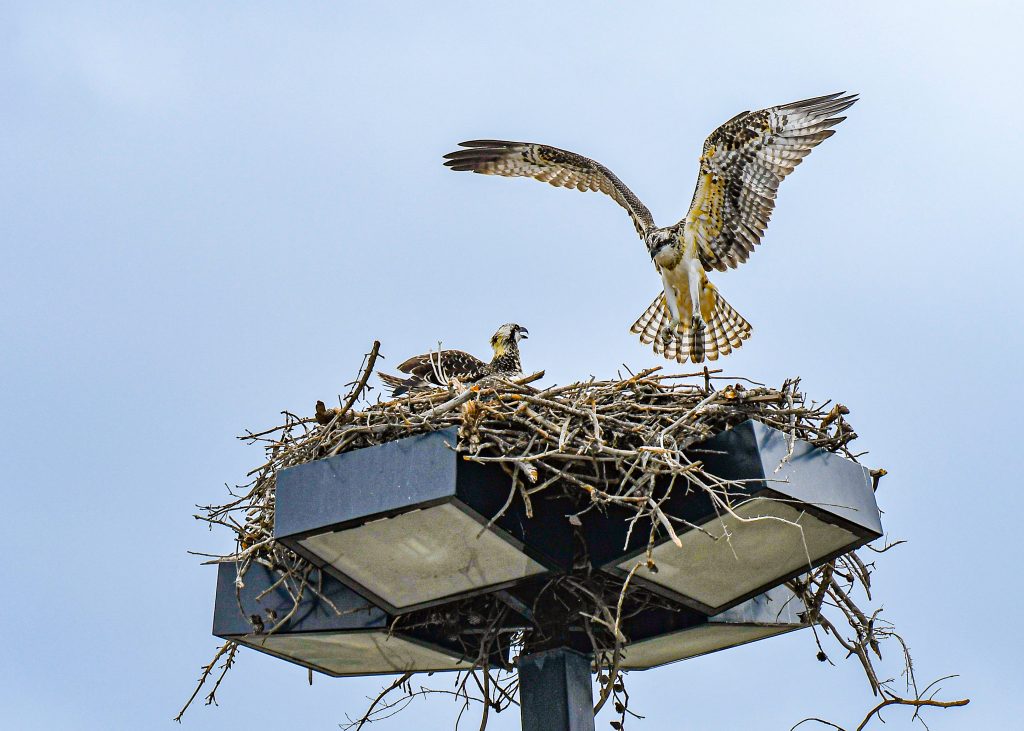 Millions of birds migrate to Colorado’s Rocky Mountains every spring ...